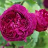 Paul Barden Roses – Rogue Valley Roses