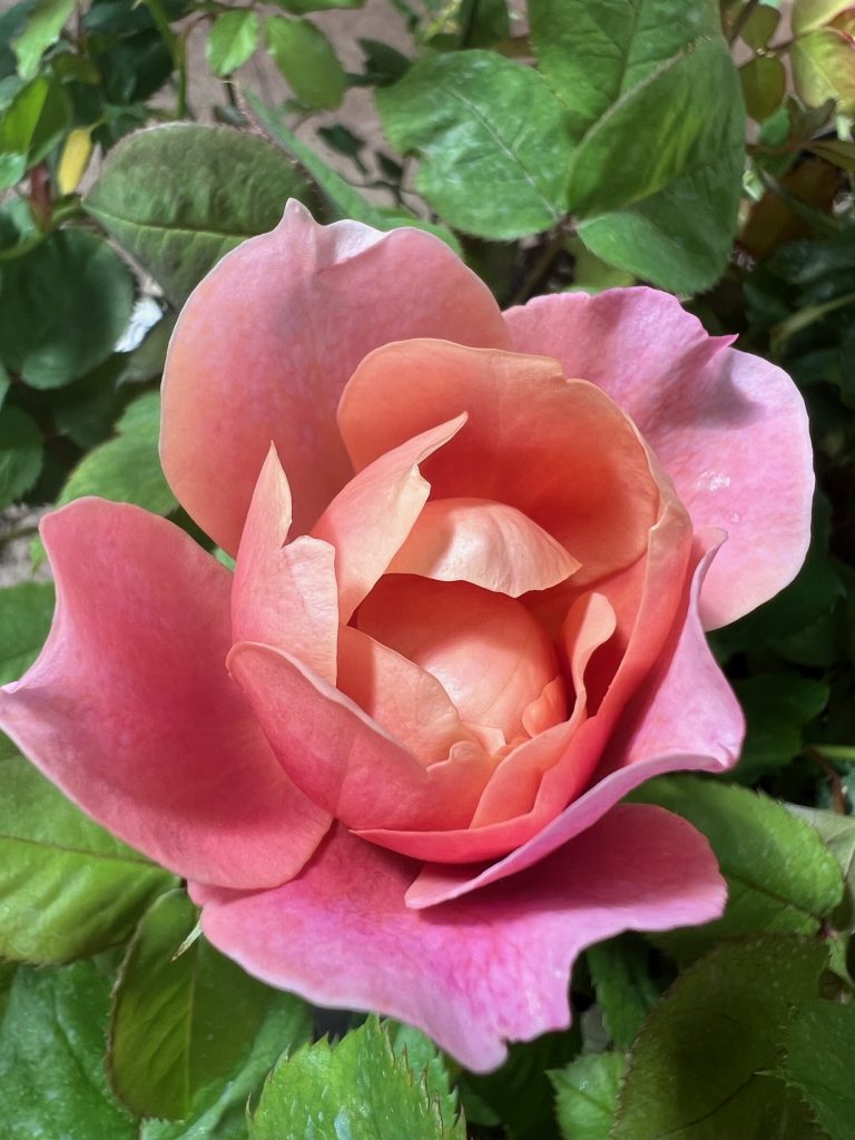 Distant Drums – Rogue Valley Roses