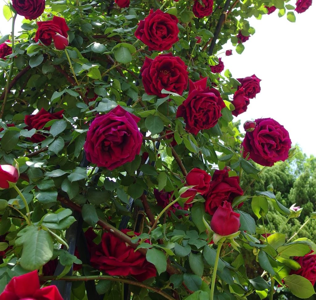 Guinee – Rogue Valley Roses