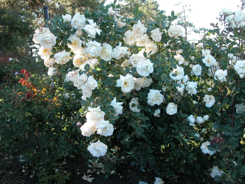 Linnea’s Rose™ – Rogue Valley Roses