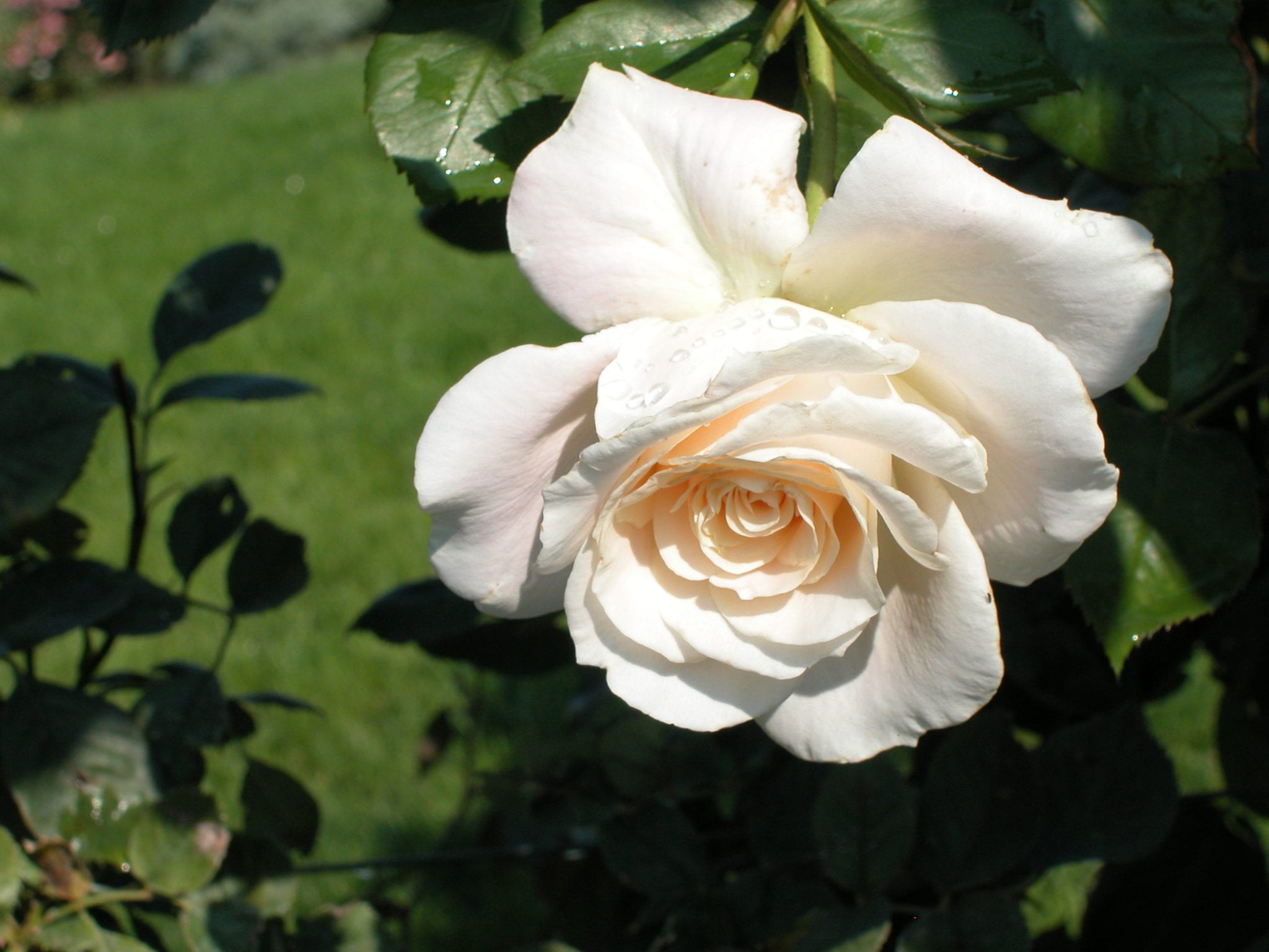 Linnea’s Rose™ – Rogue Valley Roses