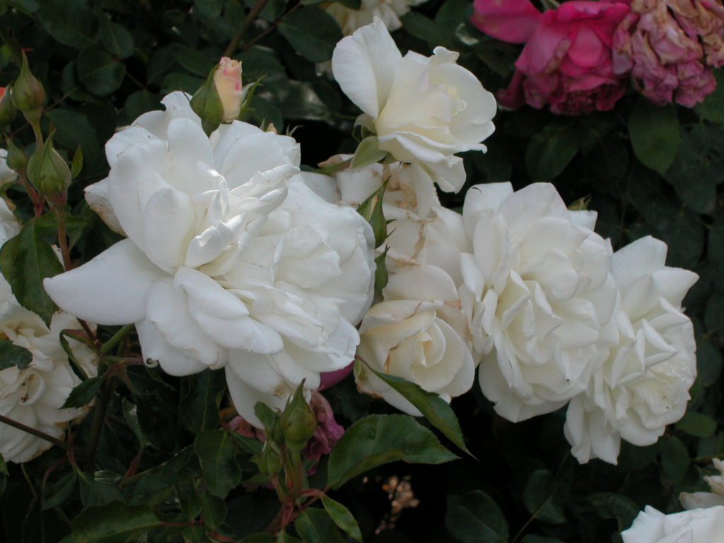 Linnea’s Rose™ – Rogue Valley Roses