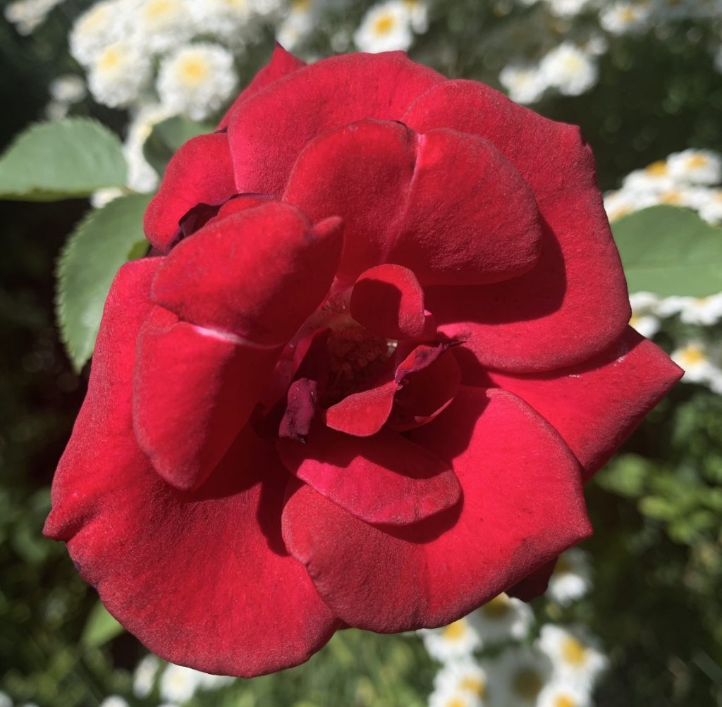 Red Parfum – Rogue Valley Roses