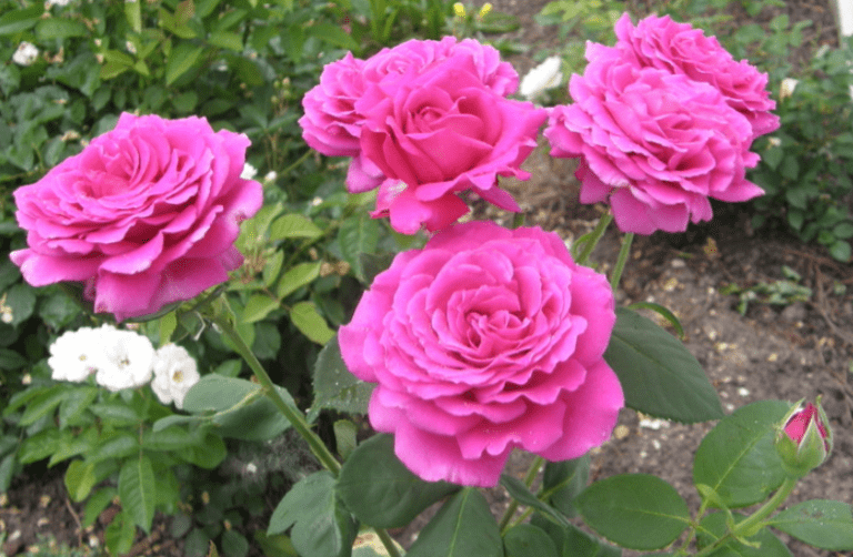 Stephen’s Big Purple – Rogue Valley Roses