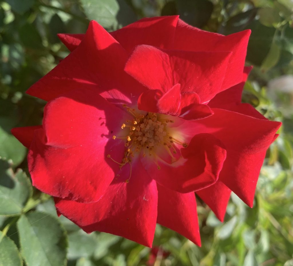 Women in Military – Rogue Valley Roses