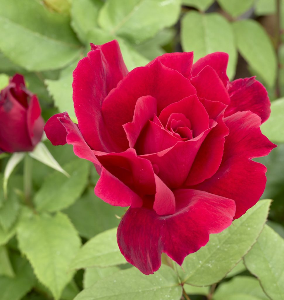 Christopher Stone HT – Rogue Valley Roses