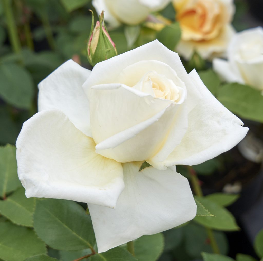 McGredy’s Ivory – Rogue Valley Roses