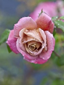Pam’s Choice™ – Rogue Valley Roses