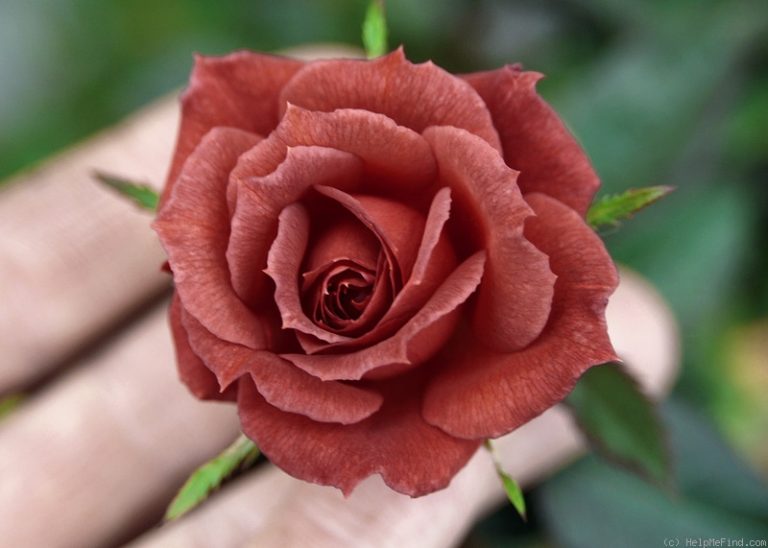 Little Butch™ – Rogue Valley Roses