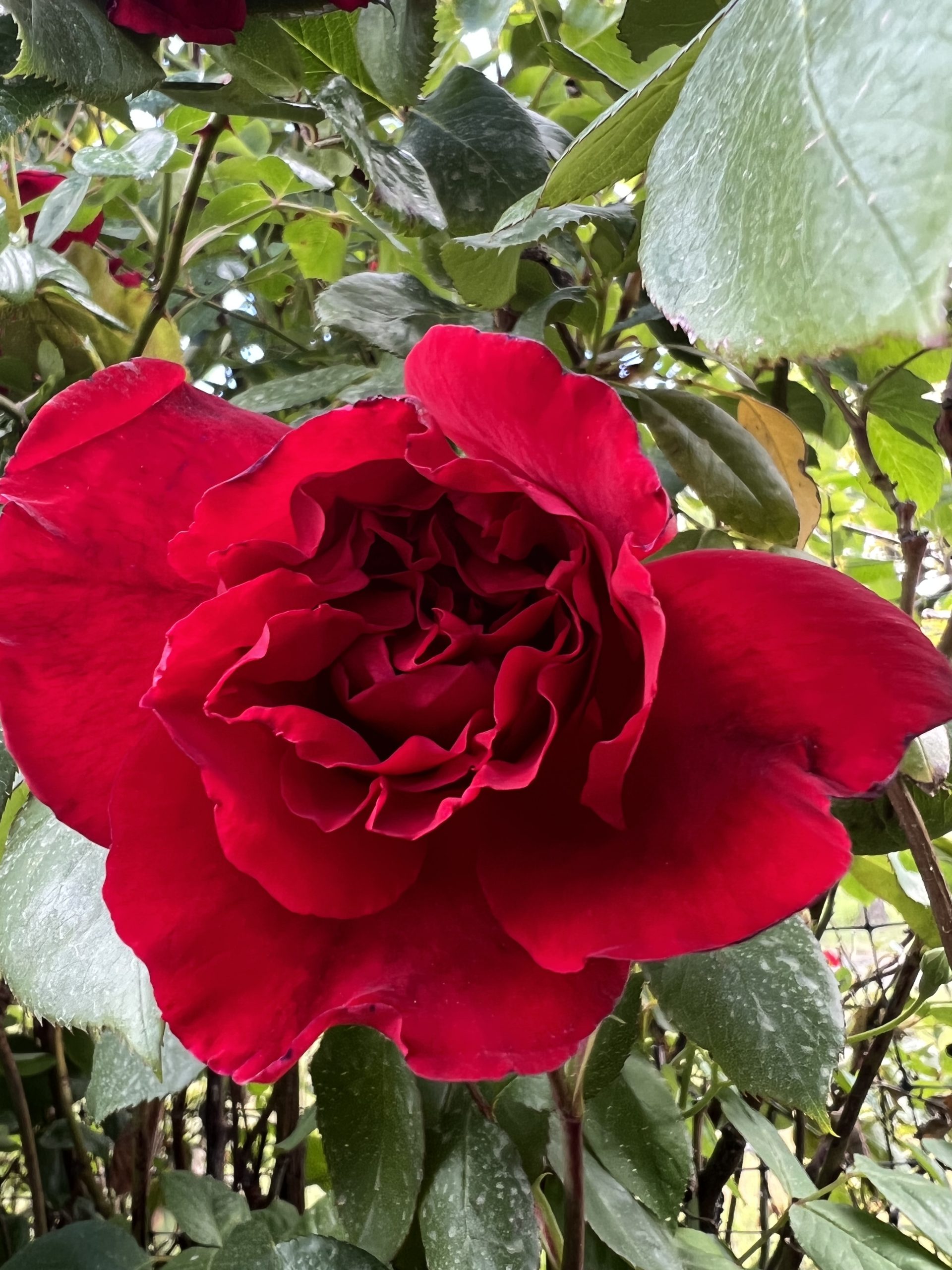 Christopher Stone HT – Rogue Valley Roses
