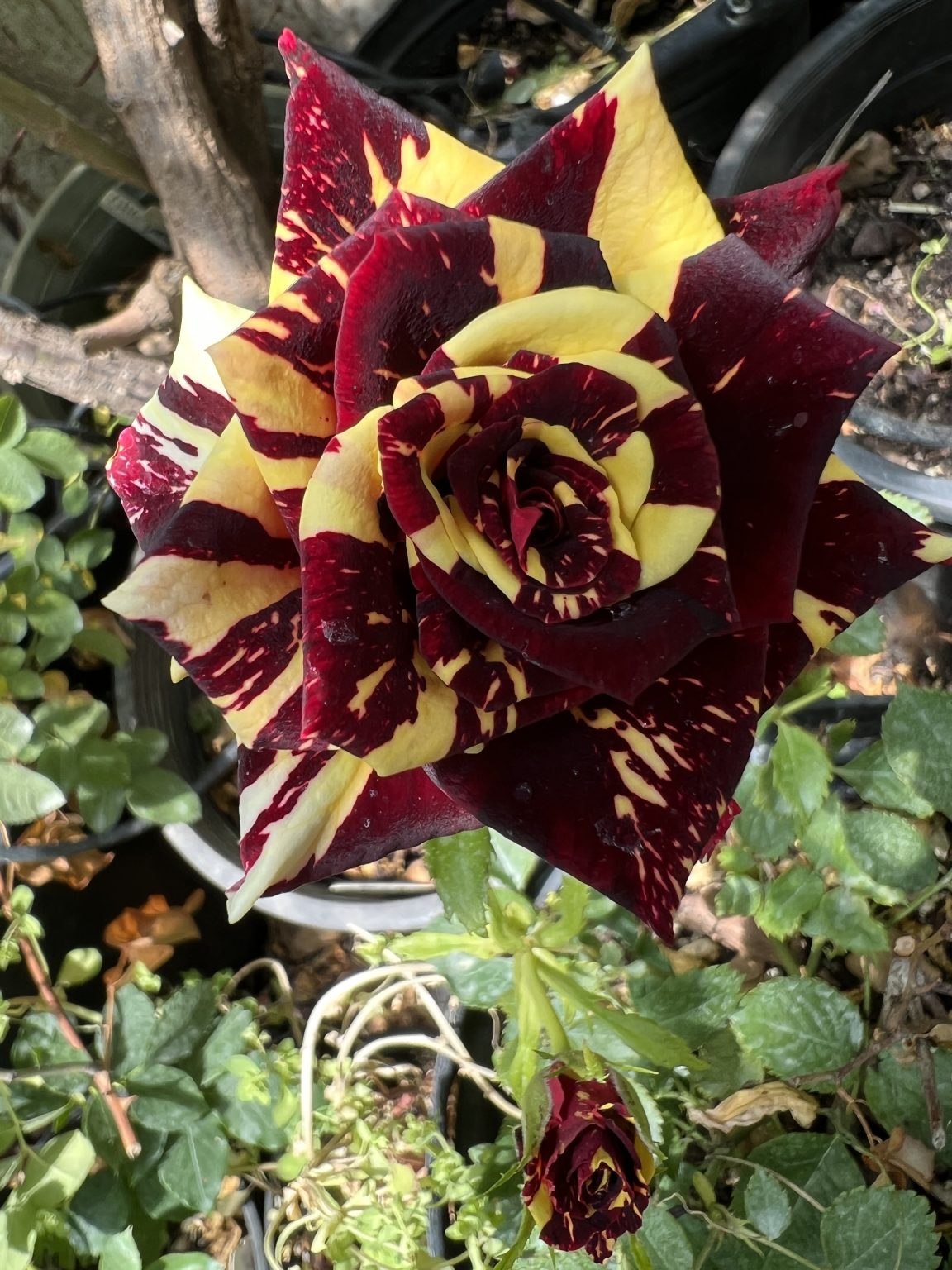 Abracadabra – Rogue Valley Roses