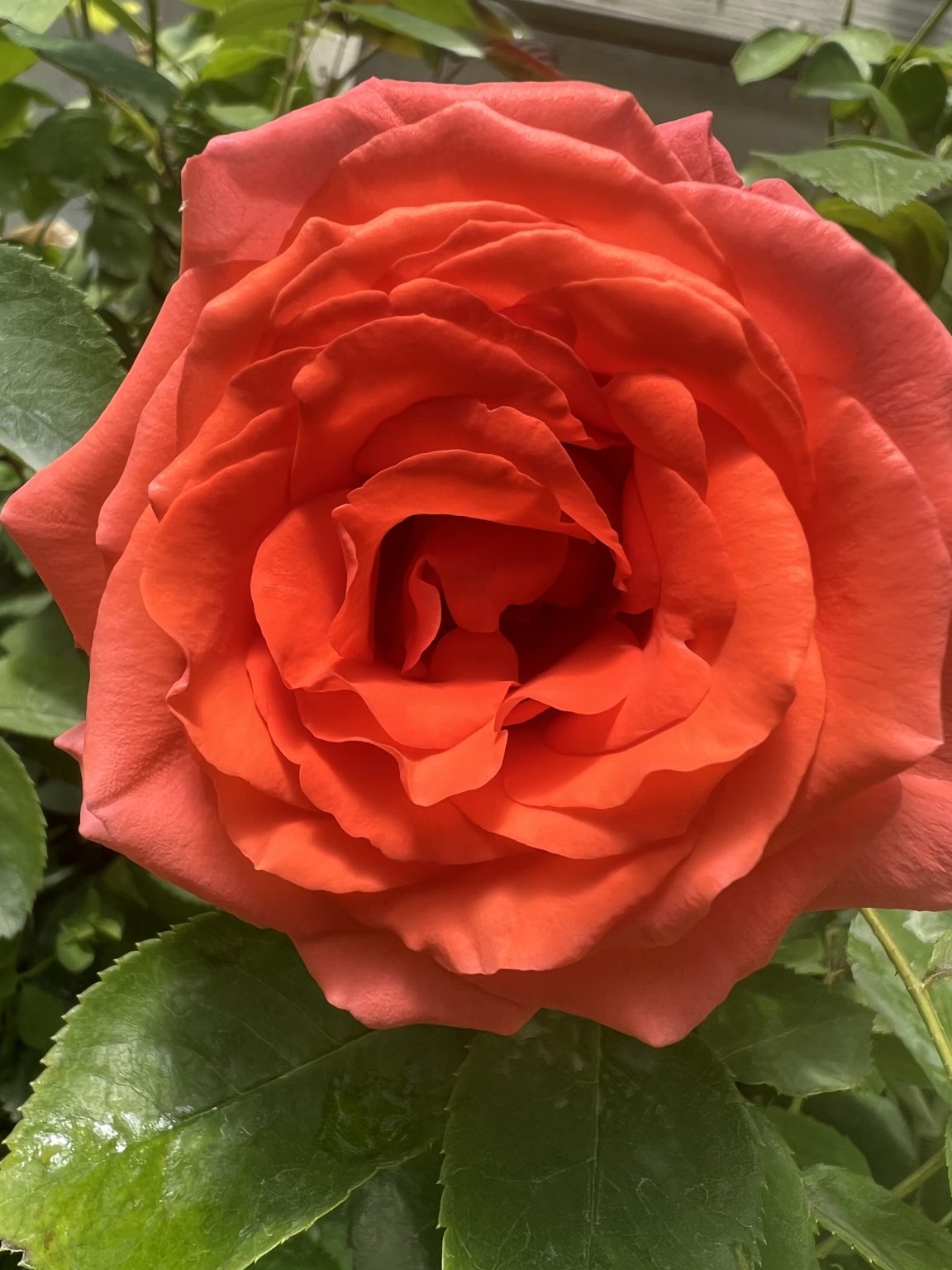 Sunfire – Rogue Valley Roses
