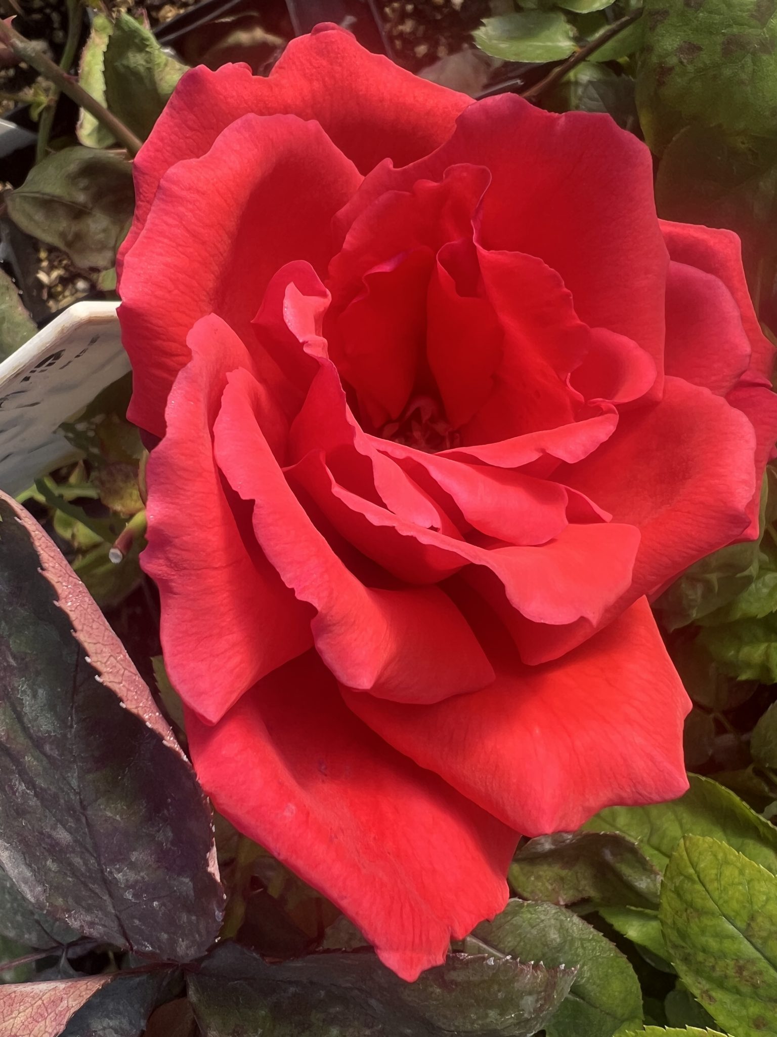 Fragrant Cloud – Rogue Valley Roses