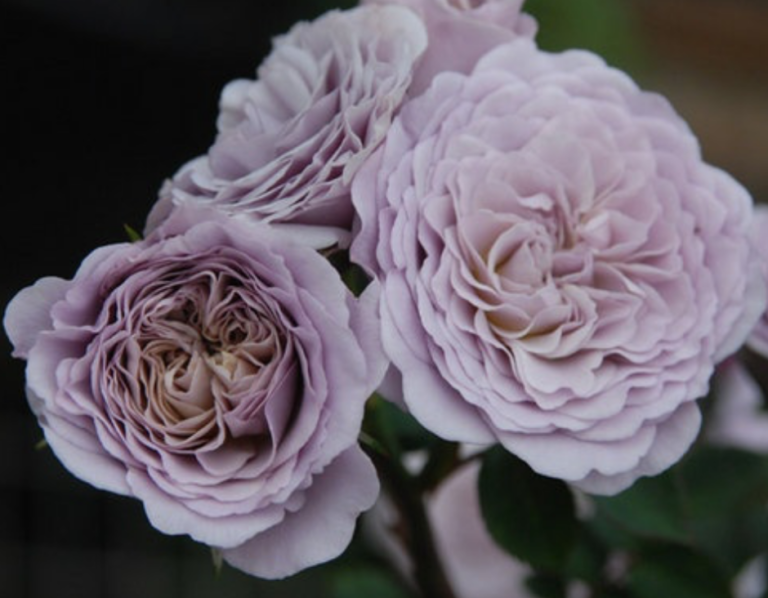 Little Grey Pearl™ – Rogue Valley Roses