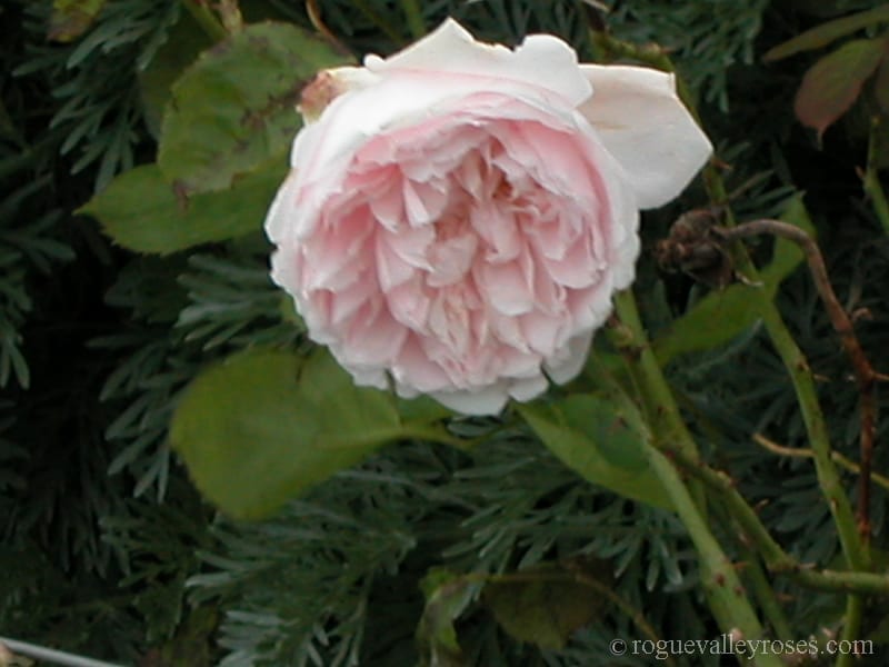 Lordly Oberon – Rogue Valley Roses