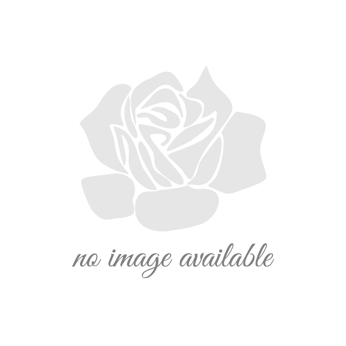 Sequoia Gold – Rogue Valley Roses